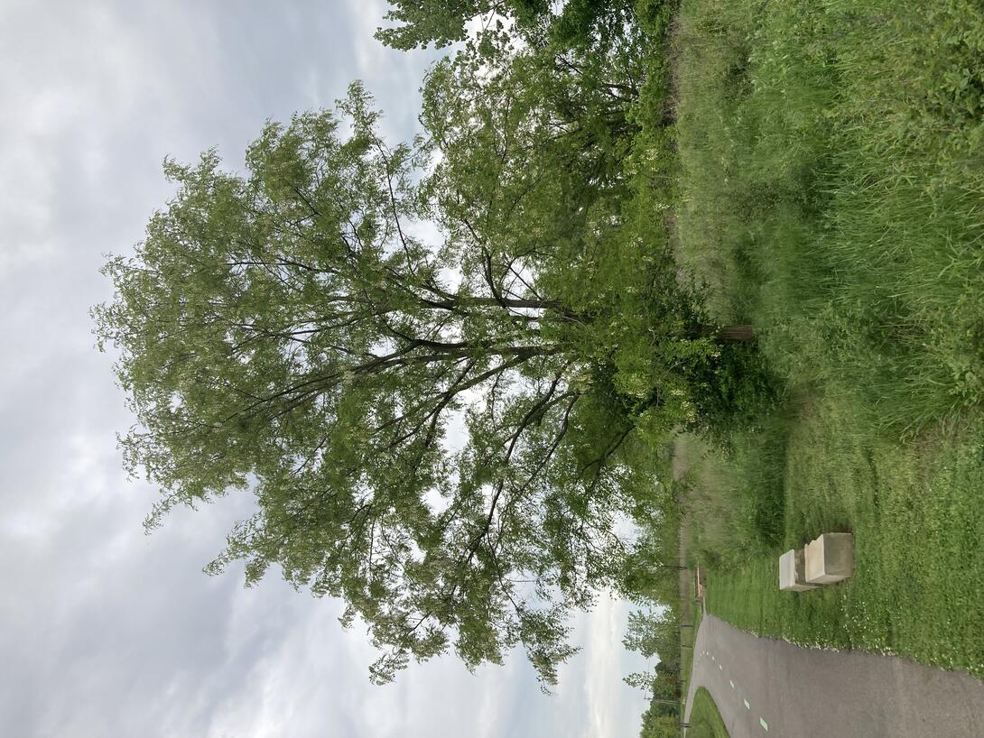 Black Locust | CMP Tree Selection Tool